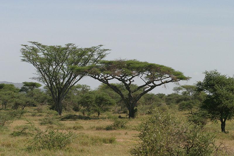 Flat-Top Acacia (Vachellia abyssinica) - Garden.org