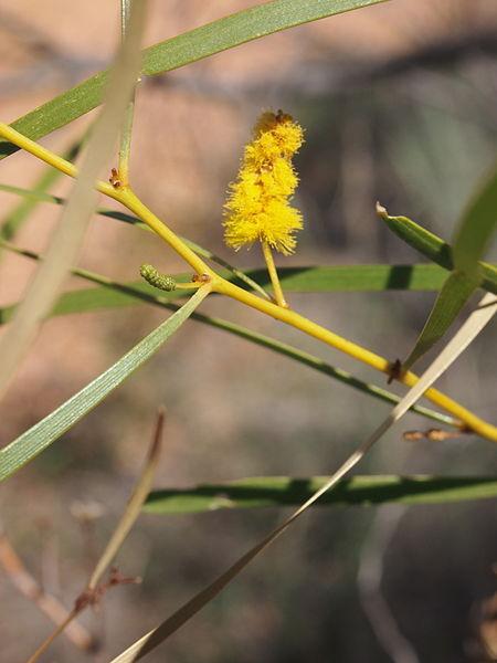 Fitzroy Wattle (Acacia ancistrocarpa) - Garden.org