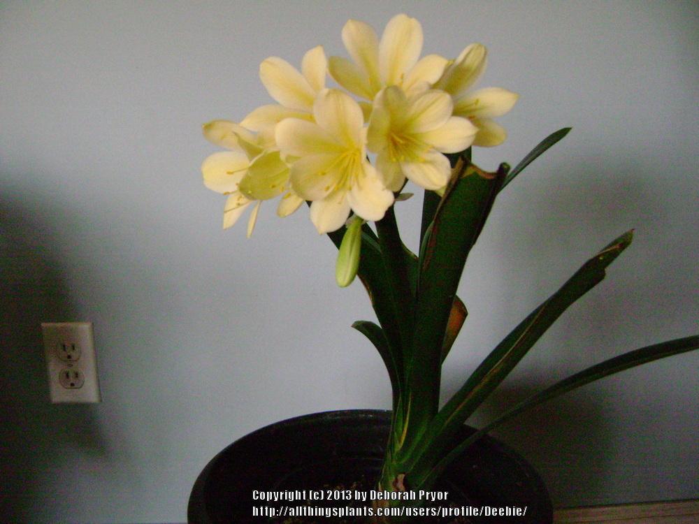 Natal Lily (Clivia miniata 'Citrina') in the Clivias Database - Garden.org