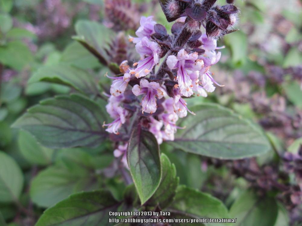 Photo of the bloom of African Blue Basil (Ocimum 'African Blue') posted ...