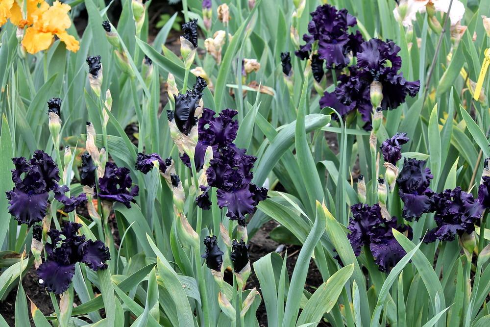 Photo of the bloom of Tall Bearded Iris (Iris 'All Night Long') posted ...