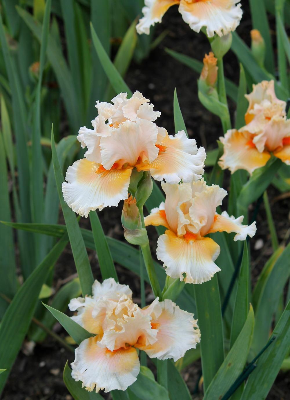 Photo of the bloom of Tall Bearded Iris (Iris 'All My Dreams') posted ...