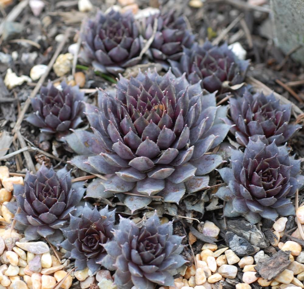 Sempervivum: Plant Care and Collection of Varieties - Garden.org