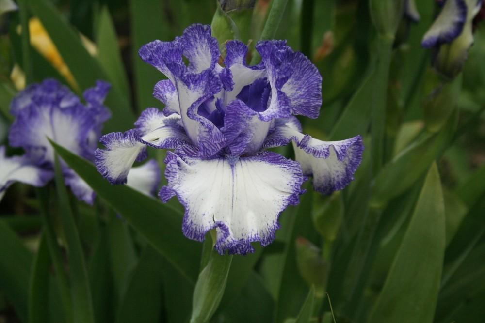 Photo of the bloom of Tall Bearded Iris (Iris 'Ink Patterns') posted by ...