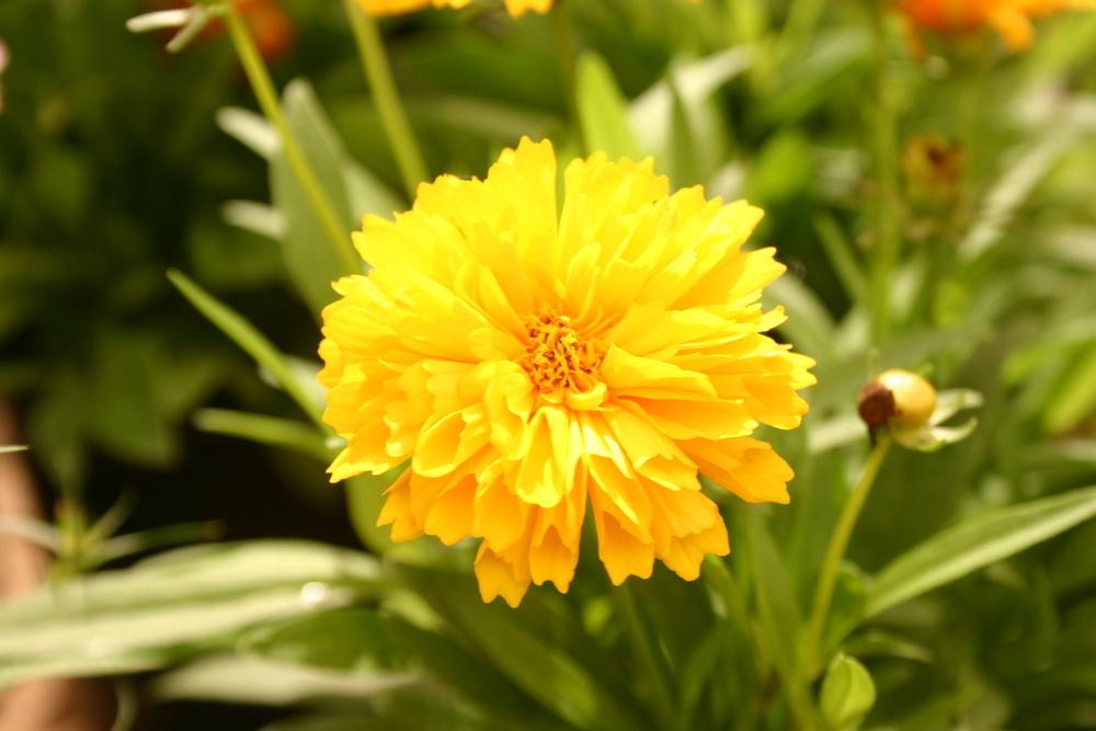 Tickseed (Coreopsis grandiflora Solanna™ Golden Sphere) in the ...