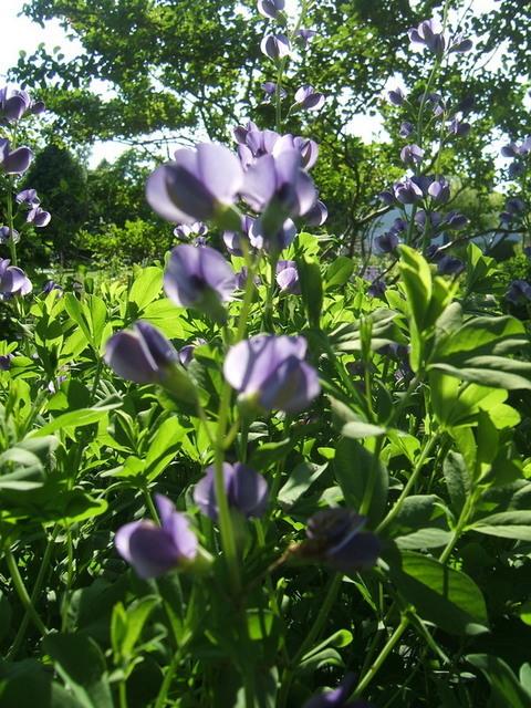 Baptisias: Plant Care and Collection of Varieties - Garden.org
