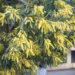 Photo of the entire plant of Coast Myall (Acacia binervia) posted by ...