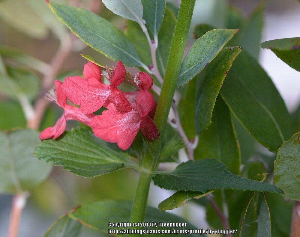 Scarlet Hedge Nettle (Stachys coccinea 'Hot Spot Coral') in the Lamb's ...