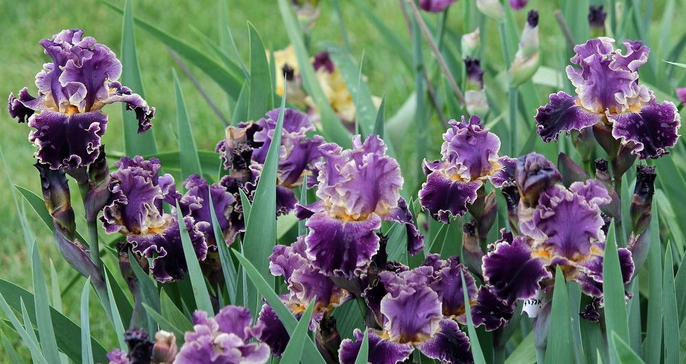 Photo of the bloom of Tall Bearded Iris (Iris 'Secret Recipe') posted ...