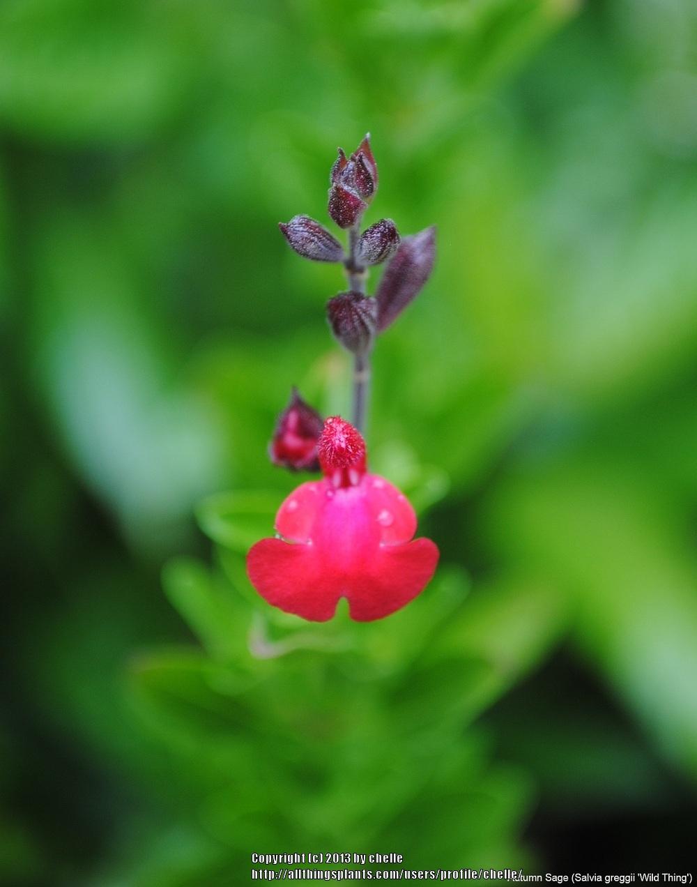 Photo of the bloom of Autumn Sage (Salvia greggii 'Wild Thing') posted ...