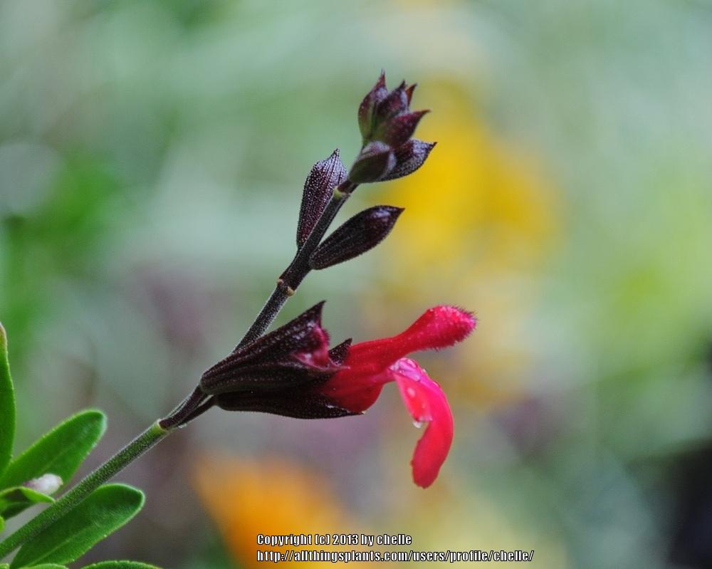 Photo of the closeup of buds, sepals and receptacles of Autumn Sage ...