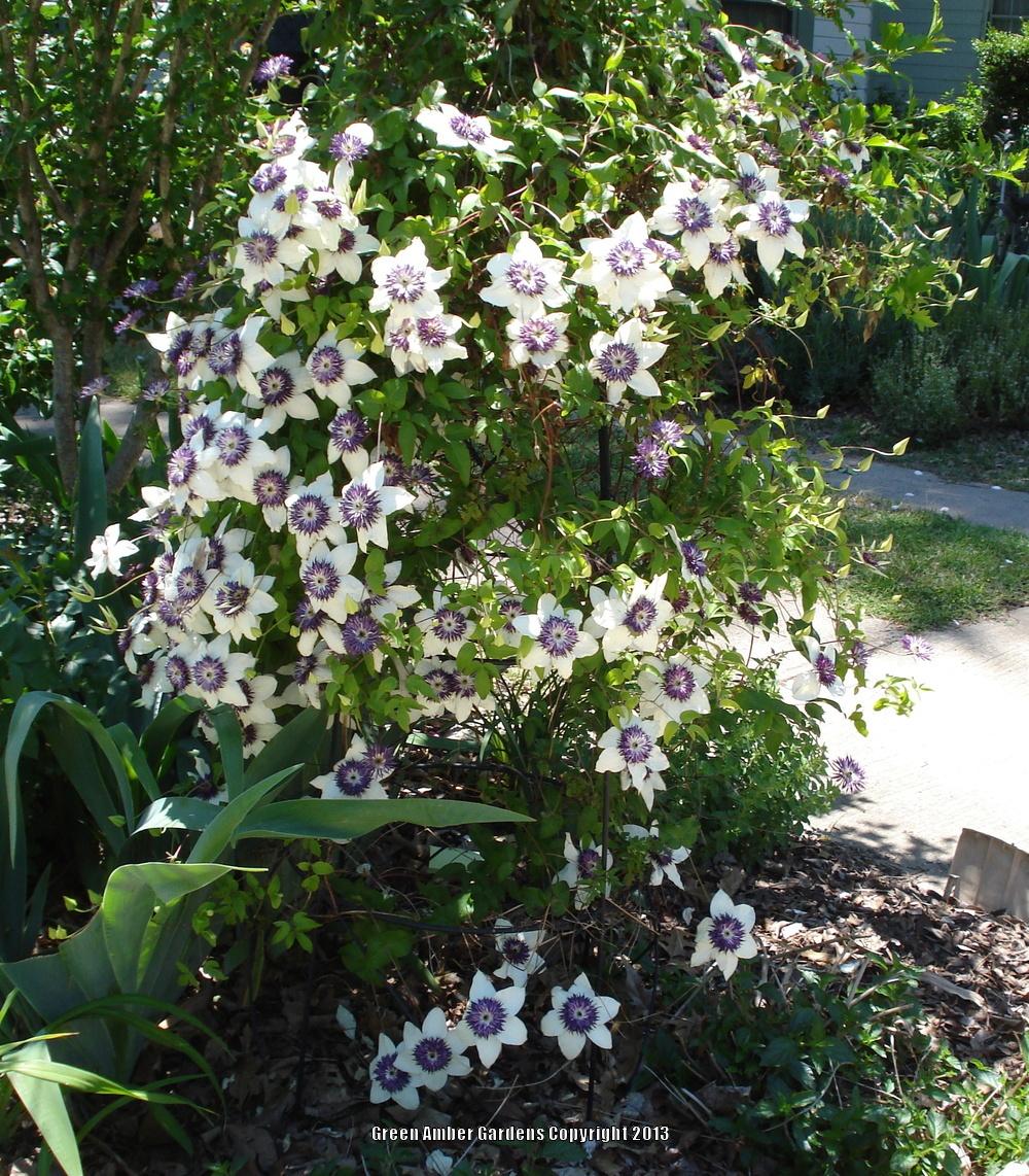 Photo of the entire plant of Clematis (Clematis florida 'Sieboldii ...