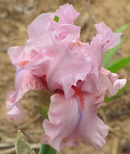 Tall Bearded Iris (Iris 'Blushing Pink') in the Irises Database ...
