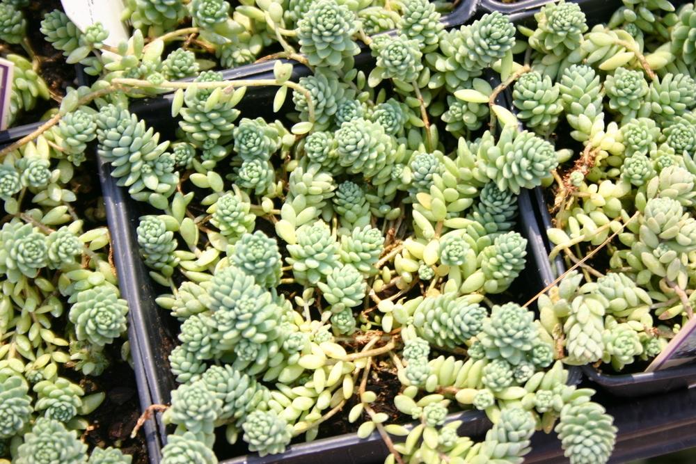Sedum (Sedum potosinum 'Dwarf Gray') in the Sedums Database - Garden.org
