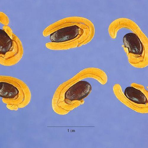 Red-Eyed Wattle (Acacia cyclops) - Garden.org