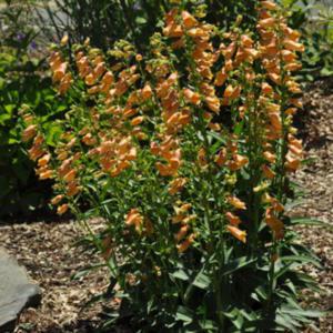 Foxglove (Digitalis Goldcrest) in the Foxgloves Database - Garden.org