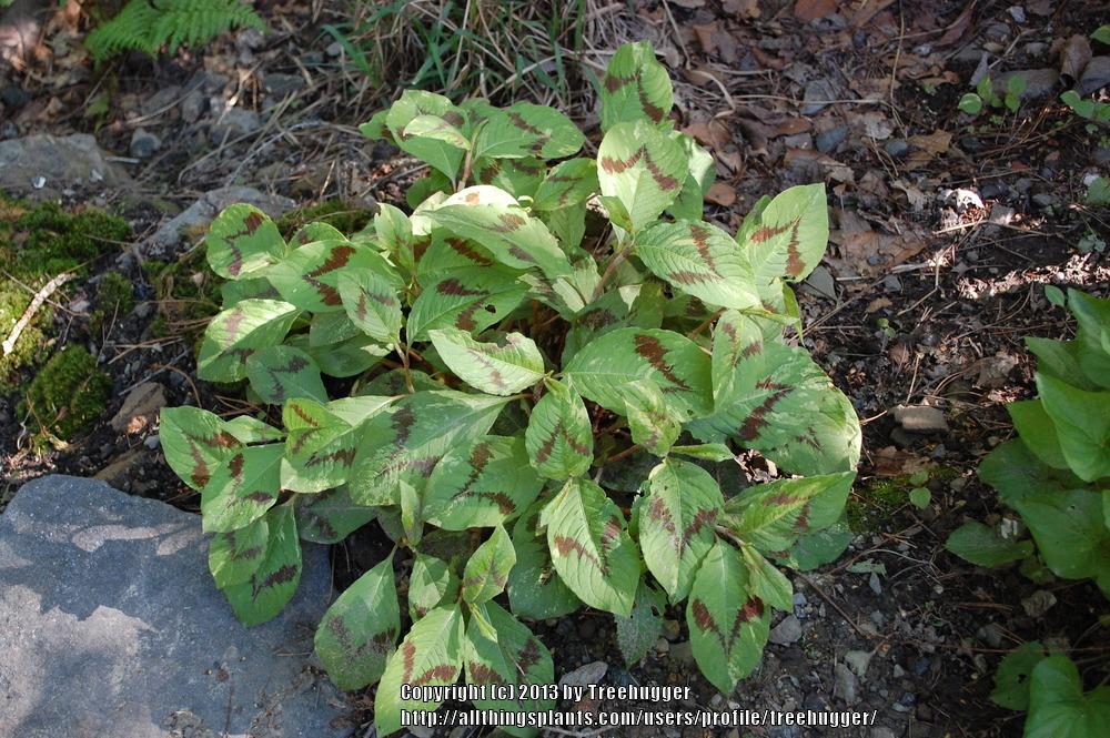 Photo of the entire plant of Variegated Knotweed (Persicaria virginiana ...