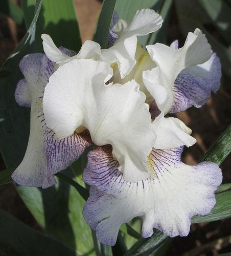 Tall Bearded Iris (Iris 'Ruffled Skirts') in the Irises Database ...