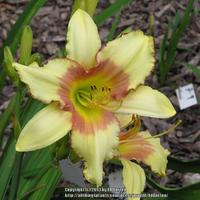 Photo of the bloom of Daylily (Hemerocallis 'Raspberry Sickle') posted ...