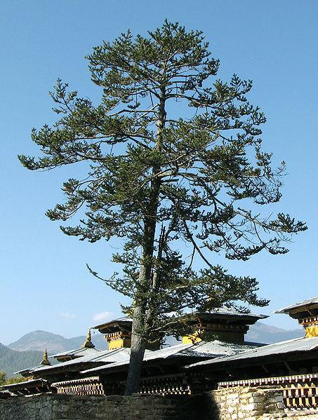 Sikkim Fir (Abies densa) - Garden.org