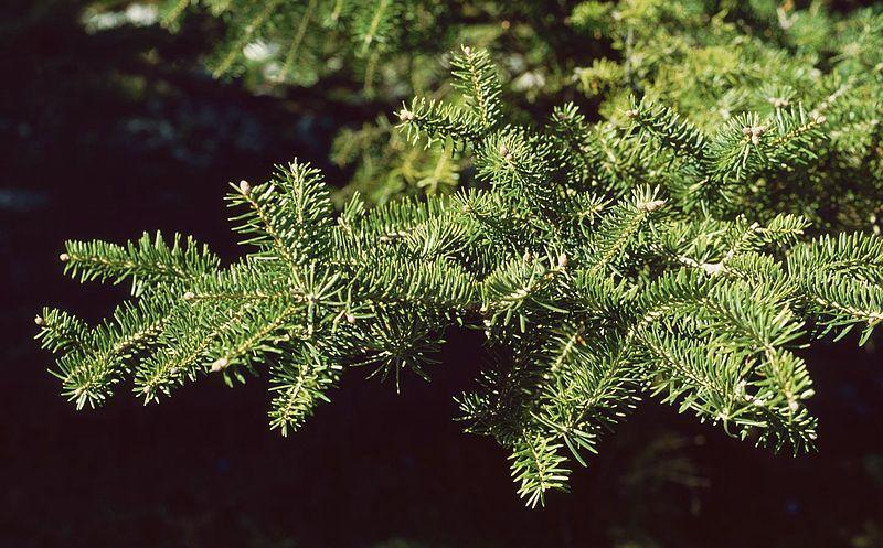 Photo of the leaves of Greek Fir (Abies cephalonica) posted by ...
