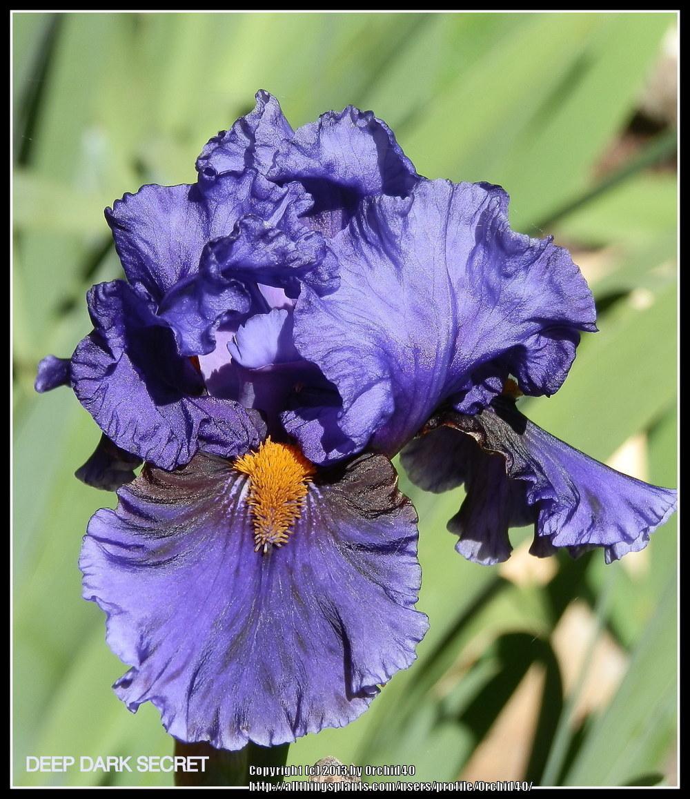 Photo of the bloom of Tall Bearded Iris (Iris 'Deep Dark Secret ...