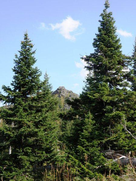 Siberian Fir (Abies sibirica) - Garden.org