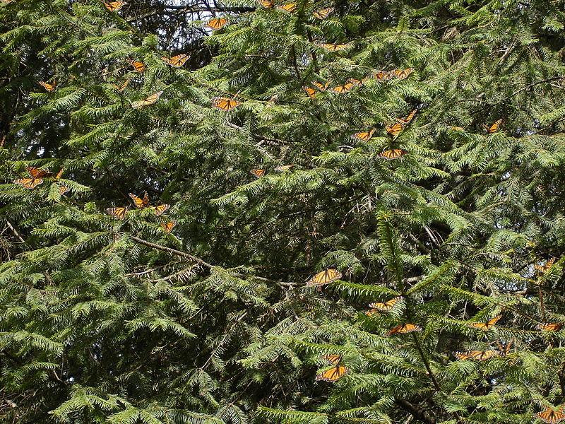 Oyamel (Abies religiosa) - Garden.org