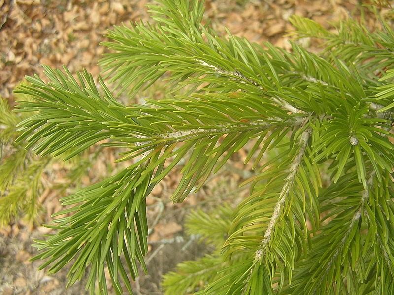 West Himalayan Fir (Abies pindrow) - Garden.org