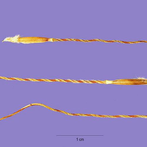 Texas wintergrass (Nassella leucotricha) - Garden.org