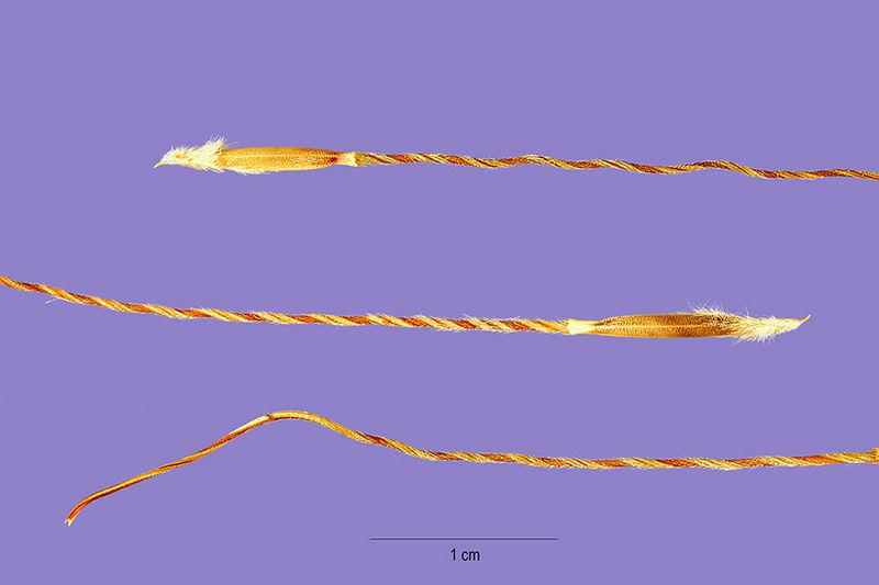 Texas wintergrass (Nassella leucotricha) - Garden.org