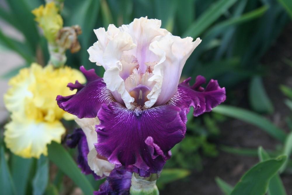Tall Bearded Iris (Iris 'Gates of Rome') in the Irises Database ...