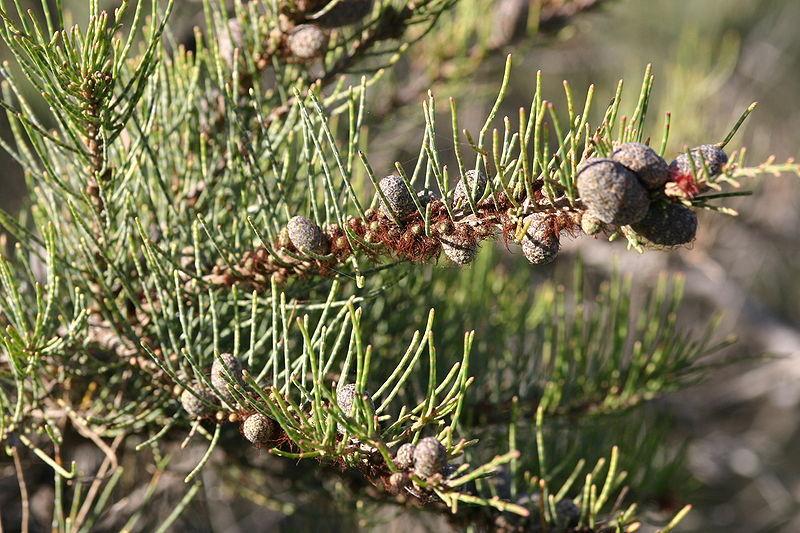 Dwarf Sheoak (Allocasuarina humilis) - Garden.org