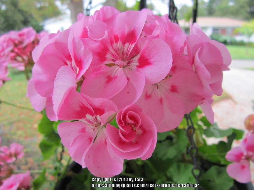 Pelargoniums: Plant Care and Collection of Varieties - Garden.org