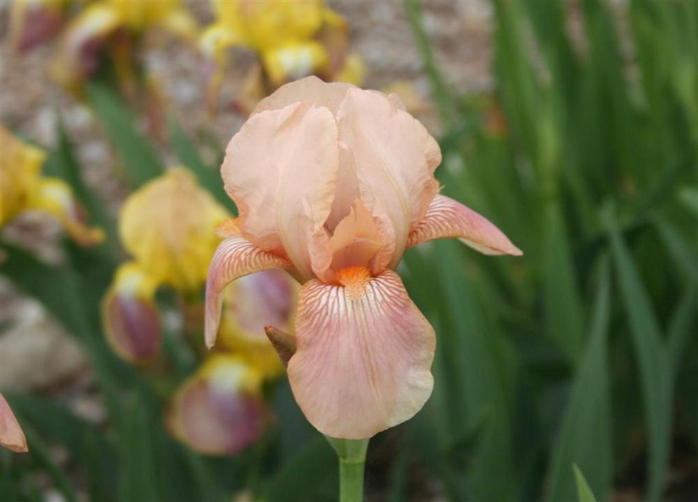 Photo of the bloom of Tall Bearded Iris (Iris 'Pink Lace') posted by ...