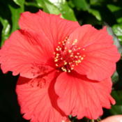 The Main Plant entry for Hibiscus - Garden.org