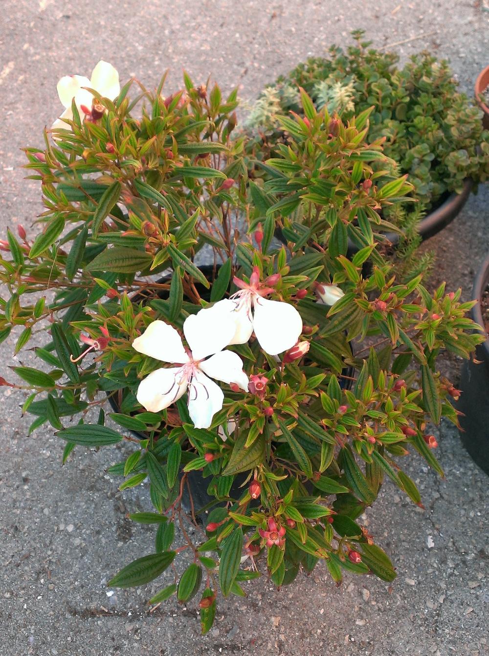 Photo of the entire plant of Glory Bush (Tibouchina 'Peace Baby ...