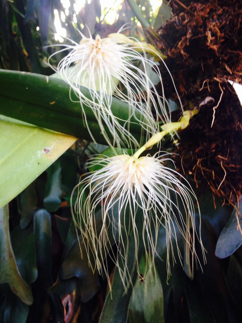 Medusa Orchid (Bulbophyllum medusae) - Garden.org