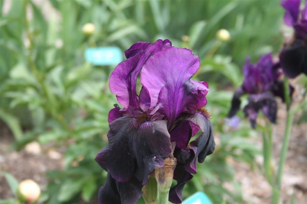 Photo of the bloom of Tall Bearded Iris (Iris 'Sable Night') posted by ...