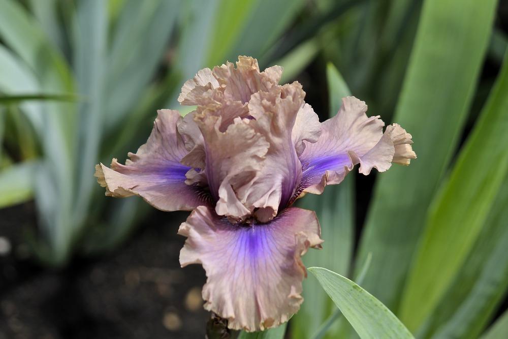 Photo of the bloom of Tall Bearded Iris (Iris 'Dragon Dance') posted by ...