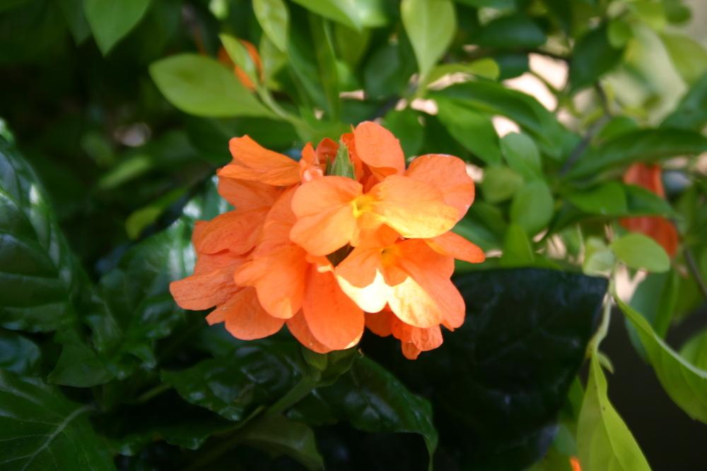 Photo of the bloom of Firecracker Plant (Crossandra 'Sundance') posted ...