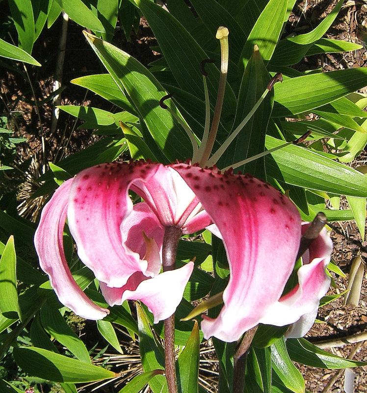 Photo of the bloom of Rubrum Lily (Lilium speciosum var. speciosum ...
