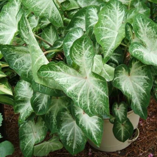 Fancy-Leaf Caladium (Caladium 'Grey Ghost') in the Caladiums Database ...