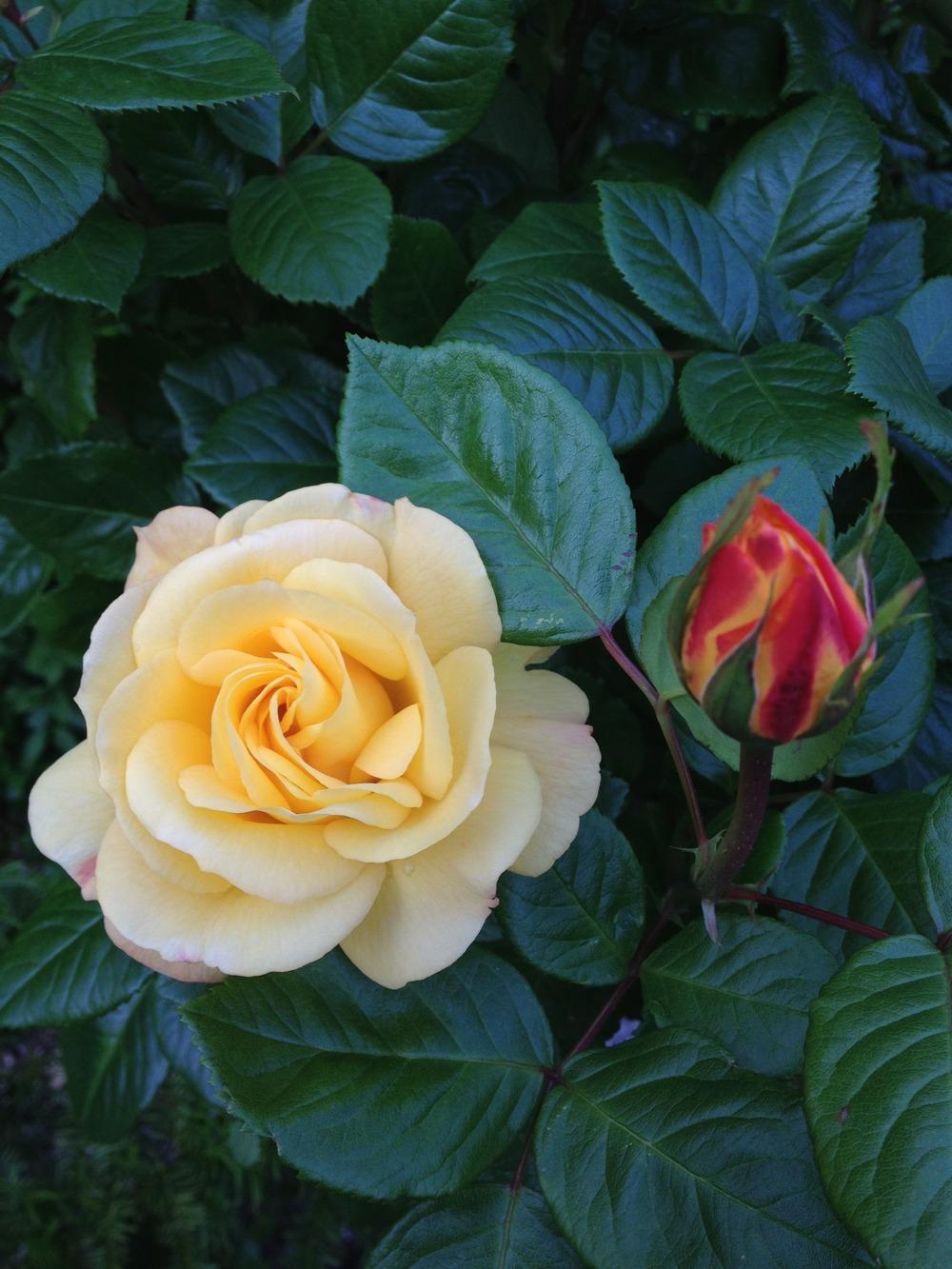 Photo of the bloom of Floribunda Rose (Rosa 'Arthur Bell') posted by ...