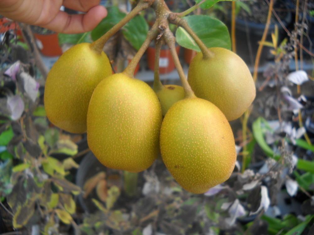 Pears: Plant Care and Collection of Varieties - Garden.org