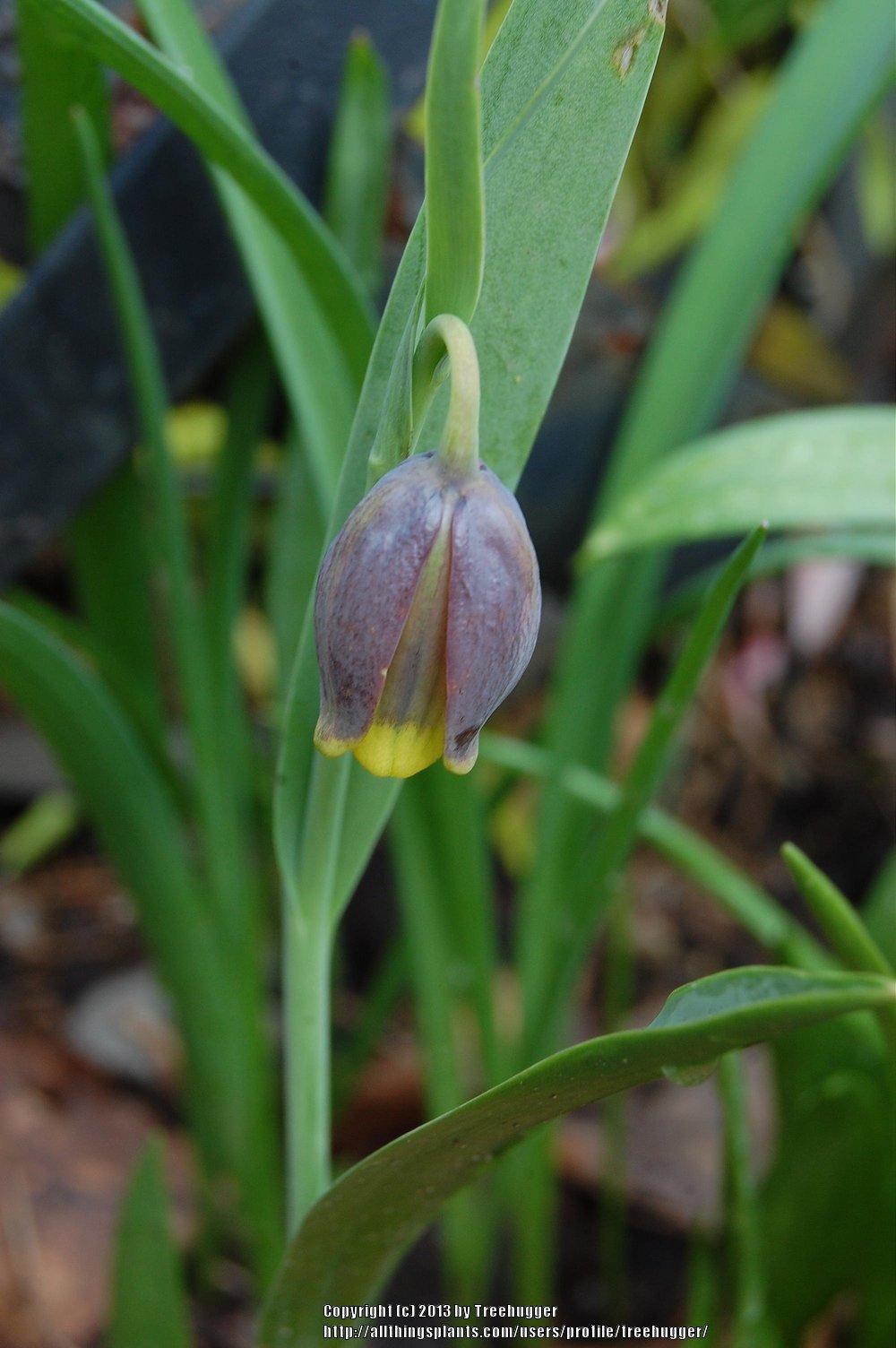 Photo of the bloom of Fox's Grape (Fritillaria uva-vulpis) posted by ...