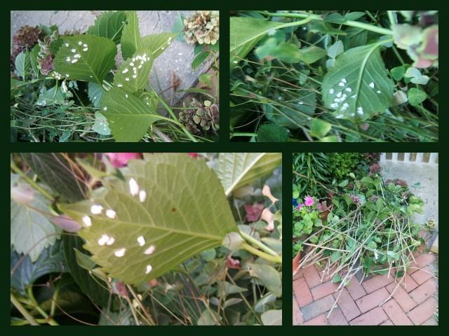 Photo of the leaves of Bigleaf Hydrangea (Hydrangea macrophylla ...