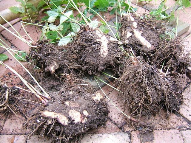 Photo of the roots of Astilbe 'Brautschleier' posted by pirl - Garden.org