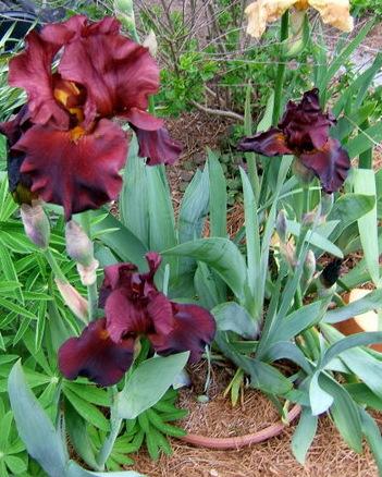 Photo of the entire plant of Tall Bearded Iris (Iris 'Rip City') posted ...