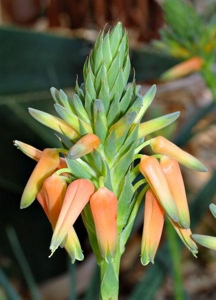 Grass Aloe (Aloe vossii) in the Aloes Database - Garden.org